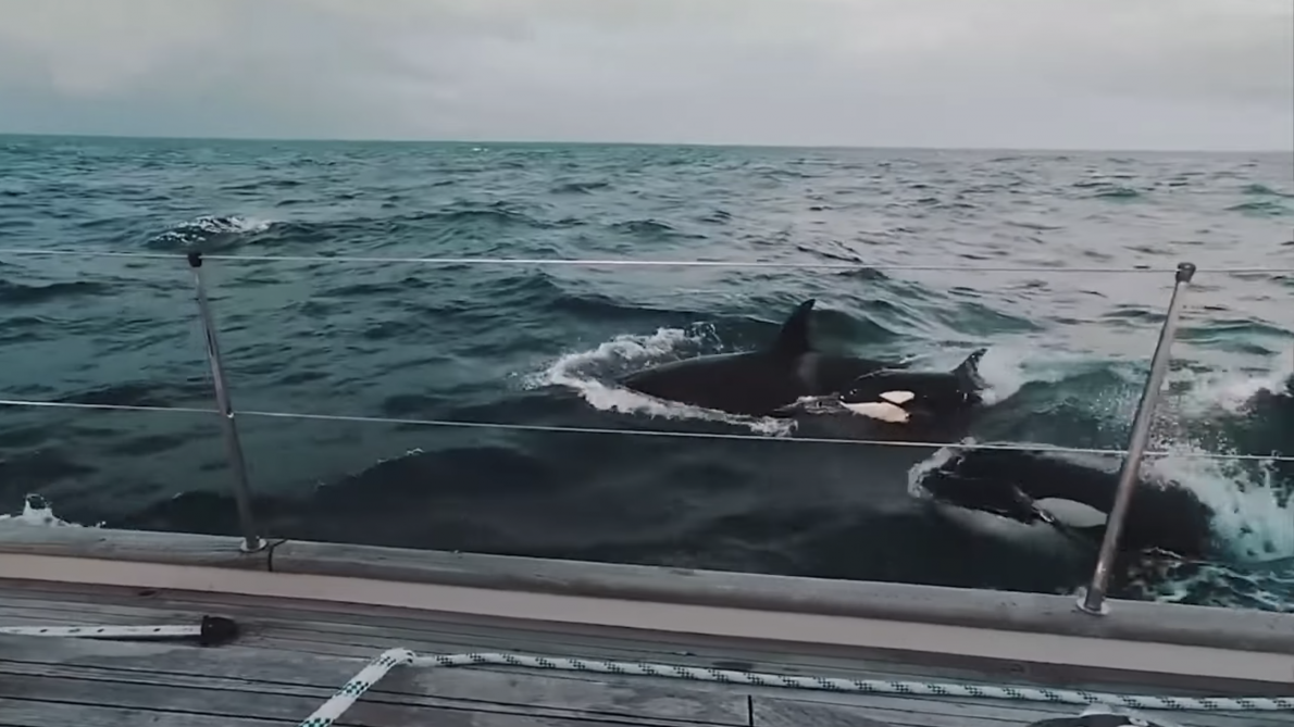 30 orques attaquent un yacht près de Gibraltar (vidéo) - Soirmag