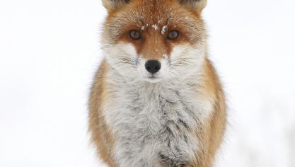 Regardez le renard qui passe: photos exceptionnelles - Soirmag
